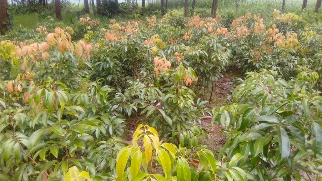 Buy Bedana Litchi Plant » GETSVIEW MARKET