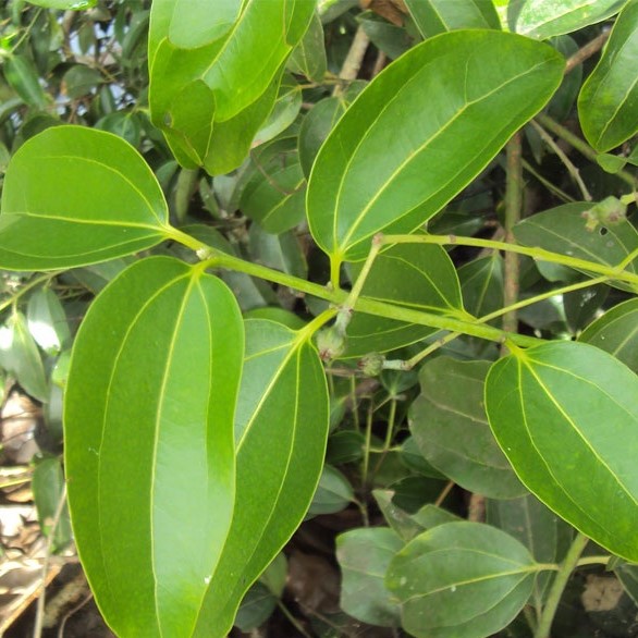 Buy Bay Leaf (Tejpata) Plant » GETSVIEW MARKET