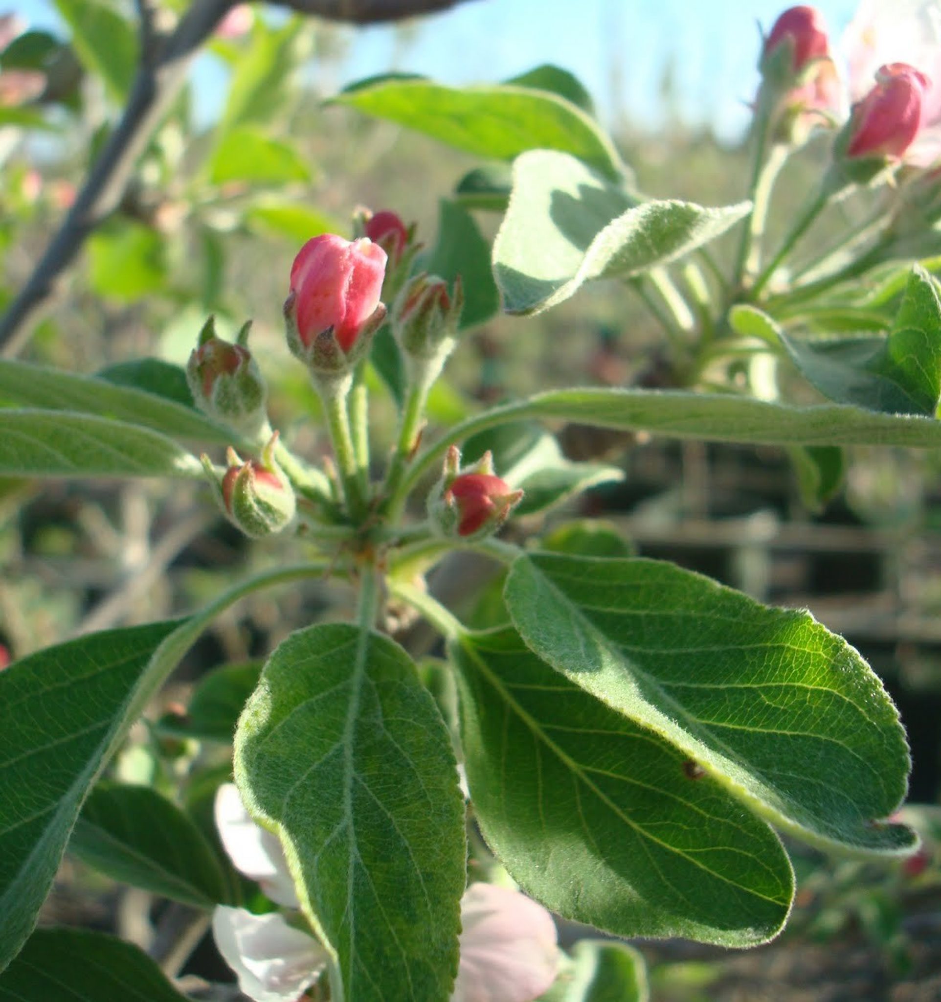 Buy Anna Apple plant » GETSVIEW MARKET