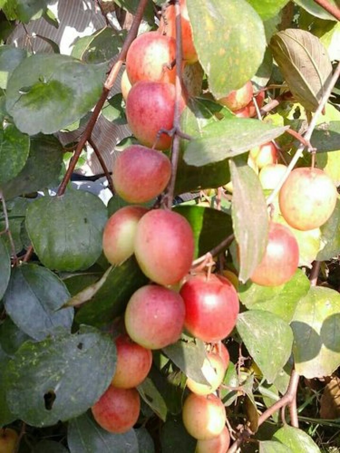 Buy Ball Sundari Apple Kul Plant » GETSVIEW MARKET