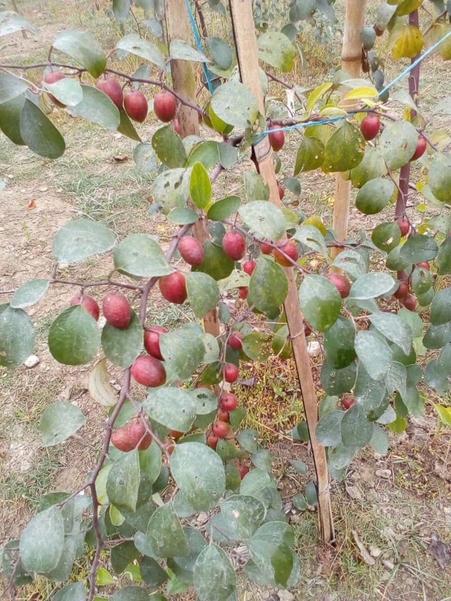 Buy Ball Sundari Apple Kul Plant » GETSVIEW MARKET