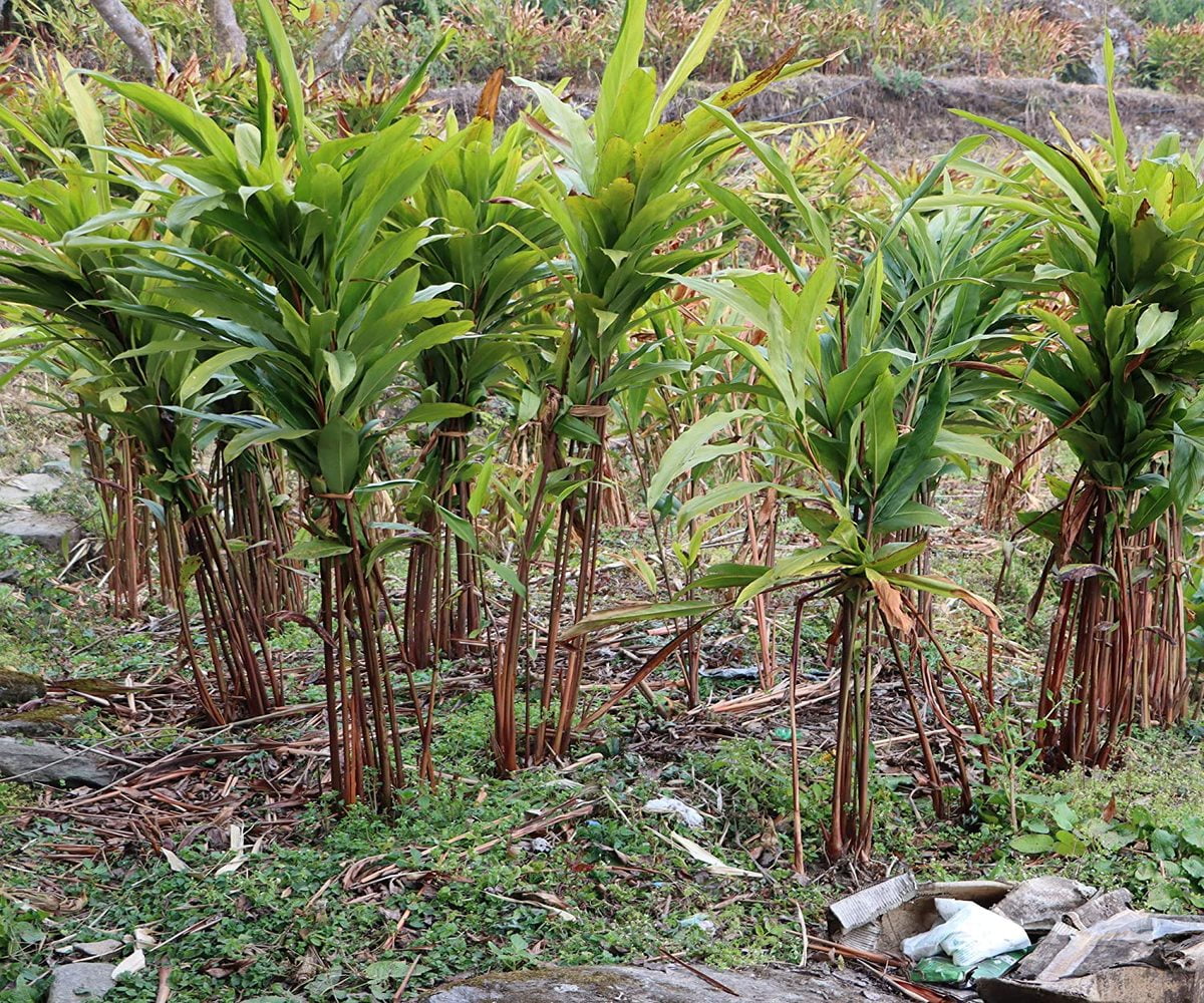 Buy Black Cardamom Plant GETSVIEW MARKET Buy Black Cardamom Plant GETSVIEW MARKET