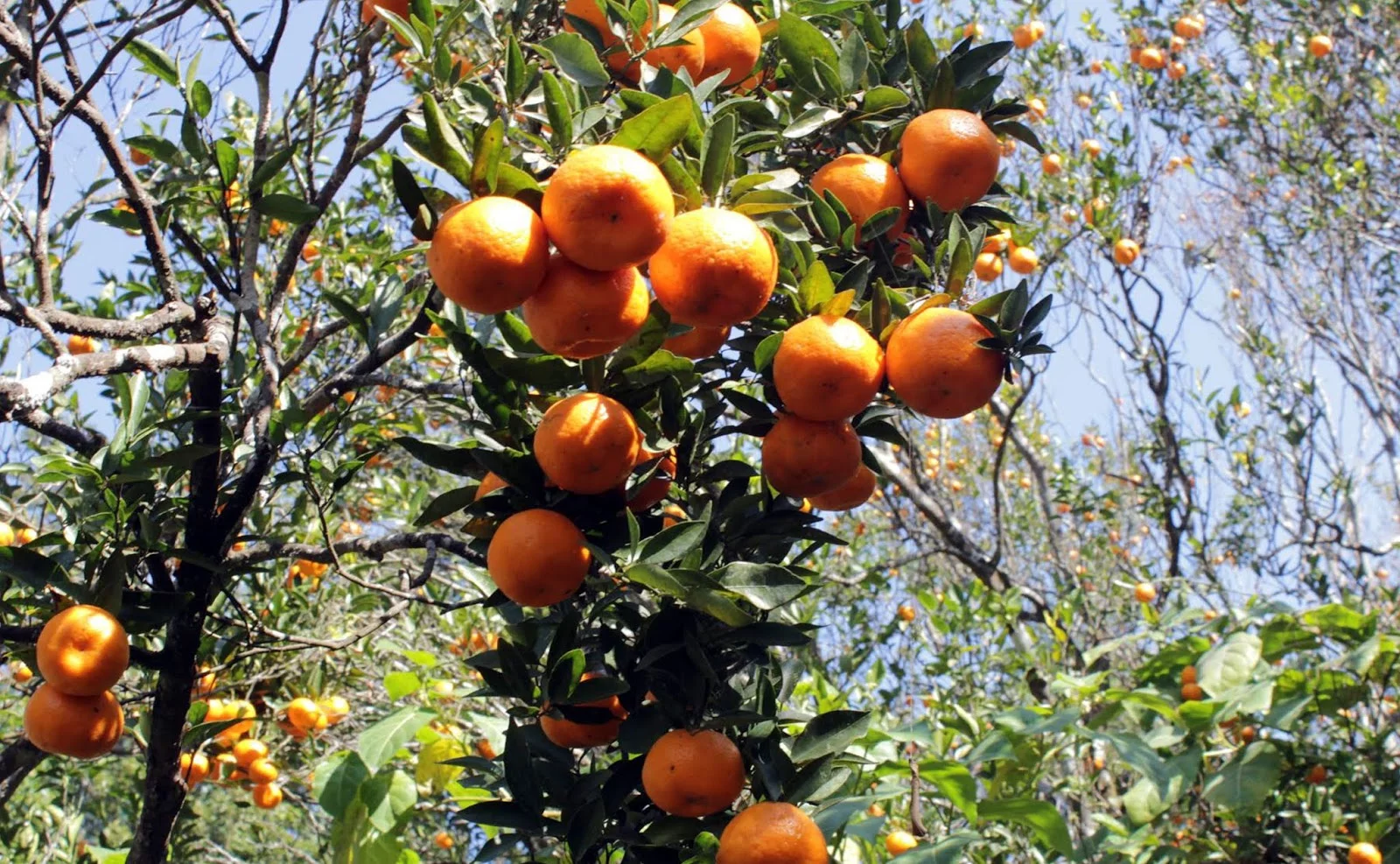 Buy Darjeeling Orange Plant » GETSVIEW MARKET