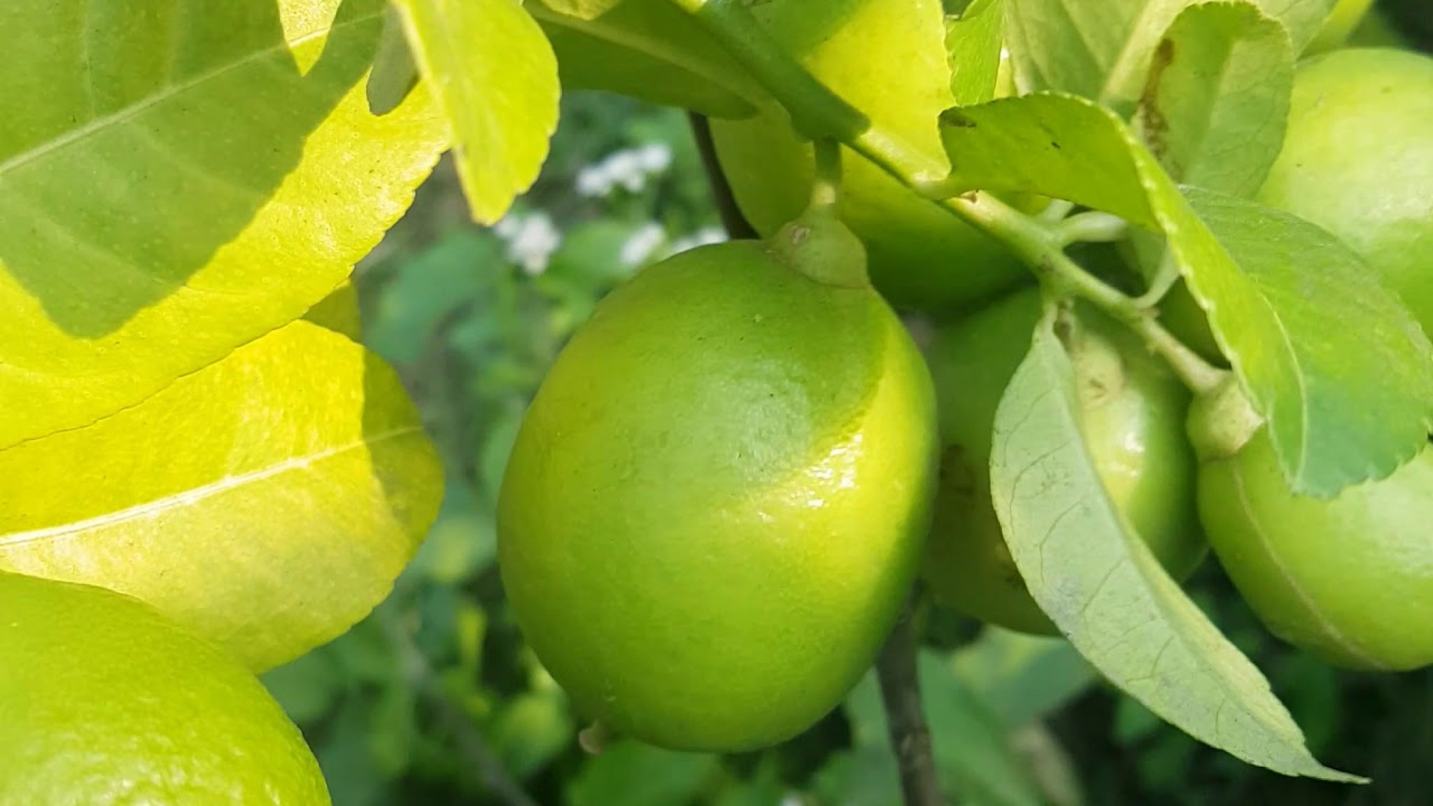 Buy Key lime (Kagoji Lebu) Plant » GETSVIEW MARKET