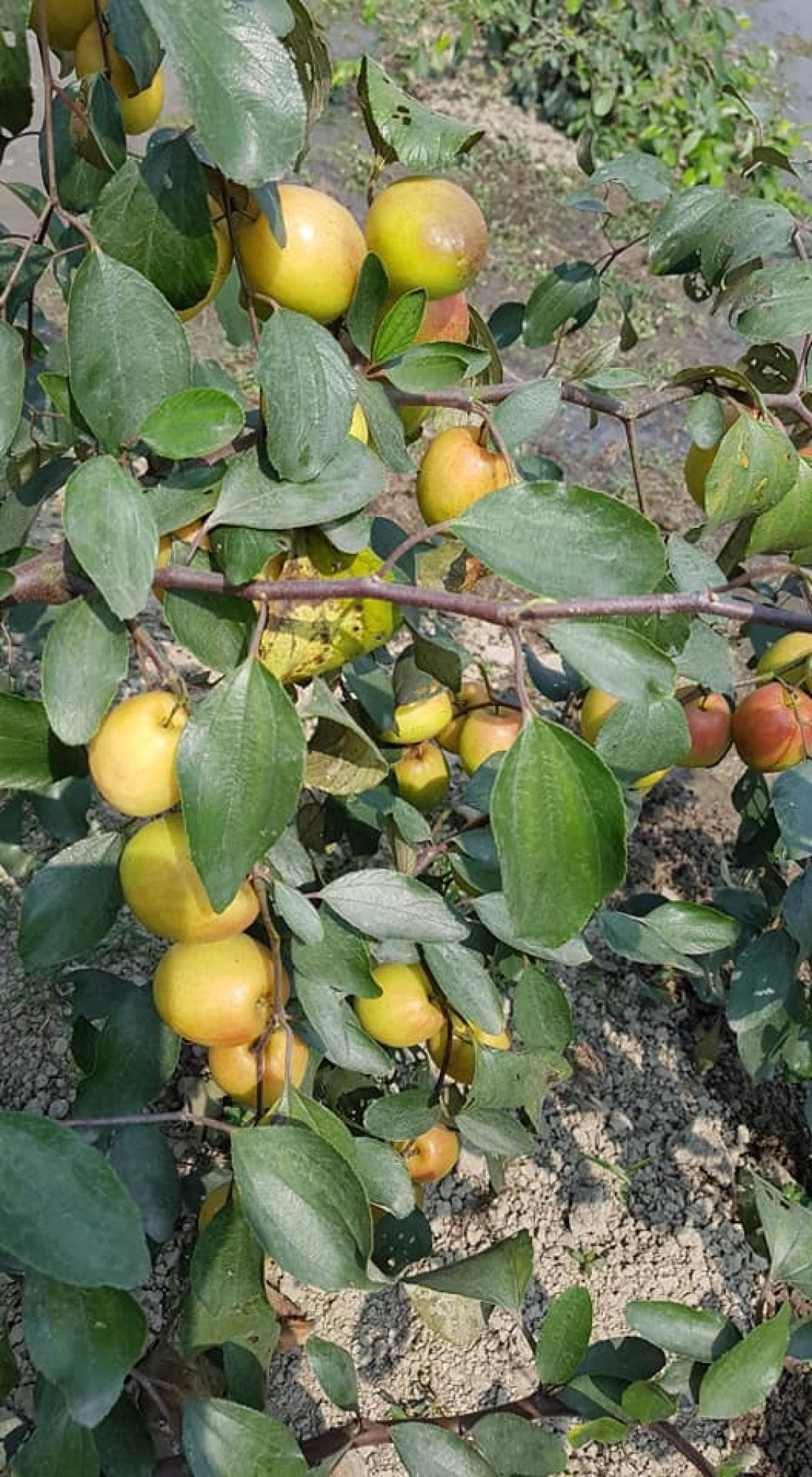 Buy BAU Kul Plant » GETSVIEW MARKET