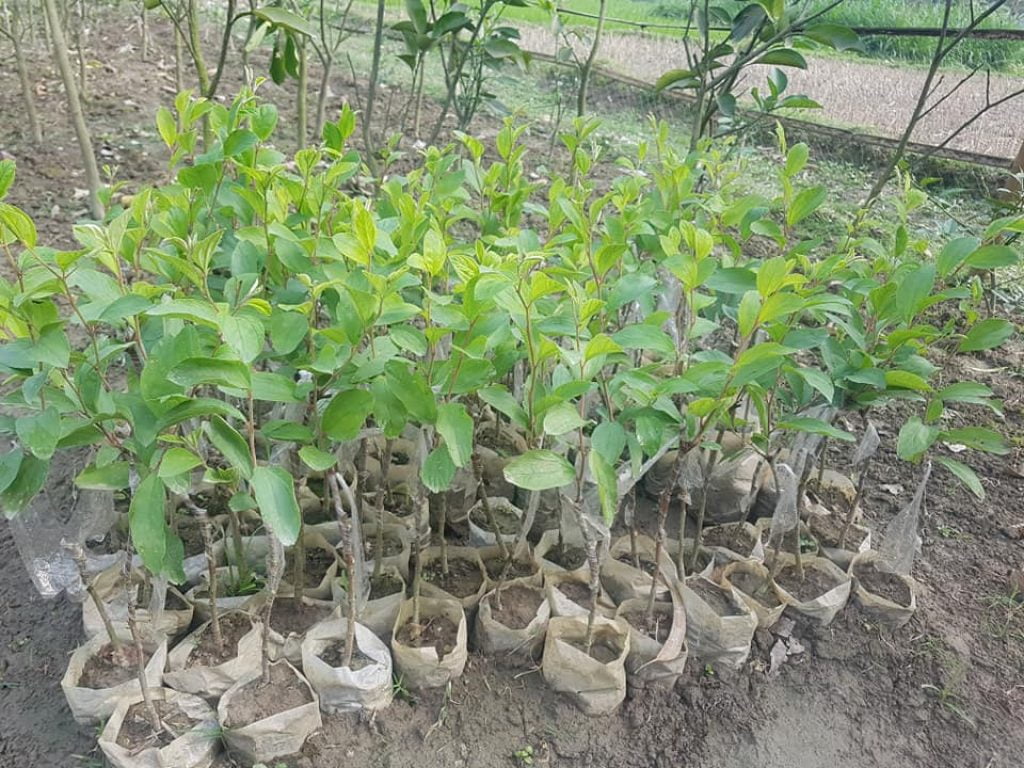 Buy BAU Kul Plant » GETSVIEW MARKET