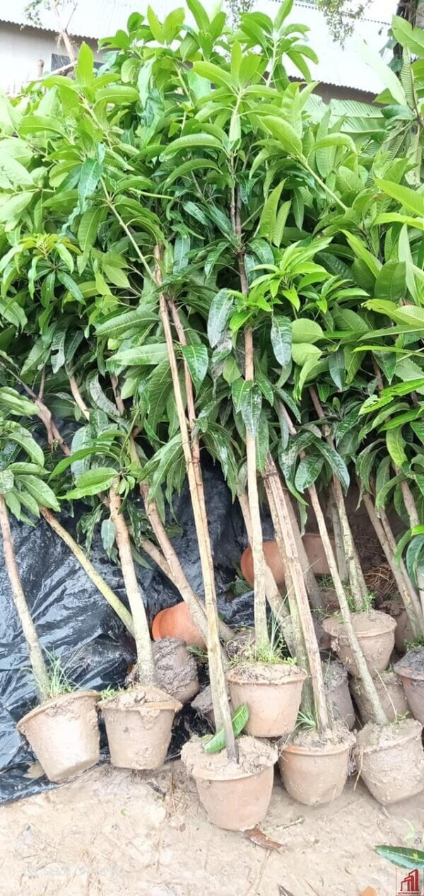 Buy Thai Katimon 12-month Mango Plant (Large) » GETSVIEW MARKET