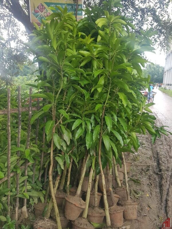 Buy Thai Katimon 12-month Mango Plant (Large) » GETSVIEW MARKET