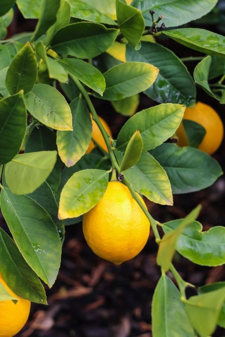Buy Meyer Lemon (Elachi Lebu) Plant » GETSVIEW MARKET