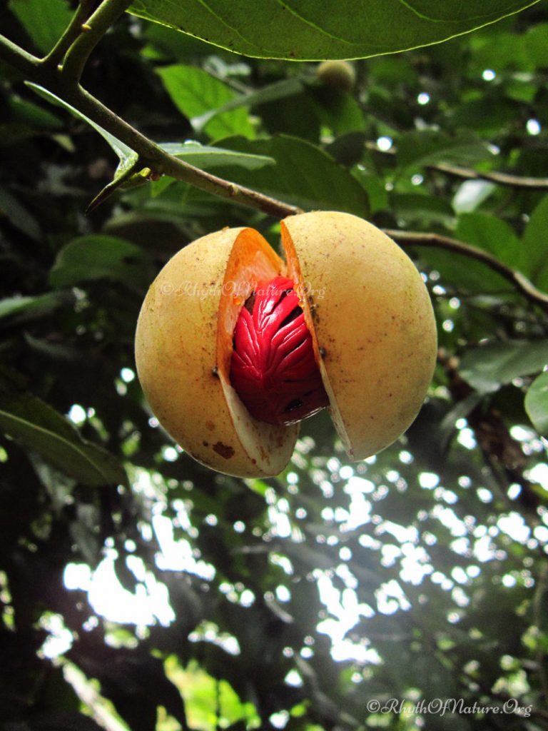 Buy Nutmeg Plant » GETSVIEW MARKET