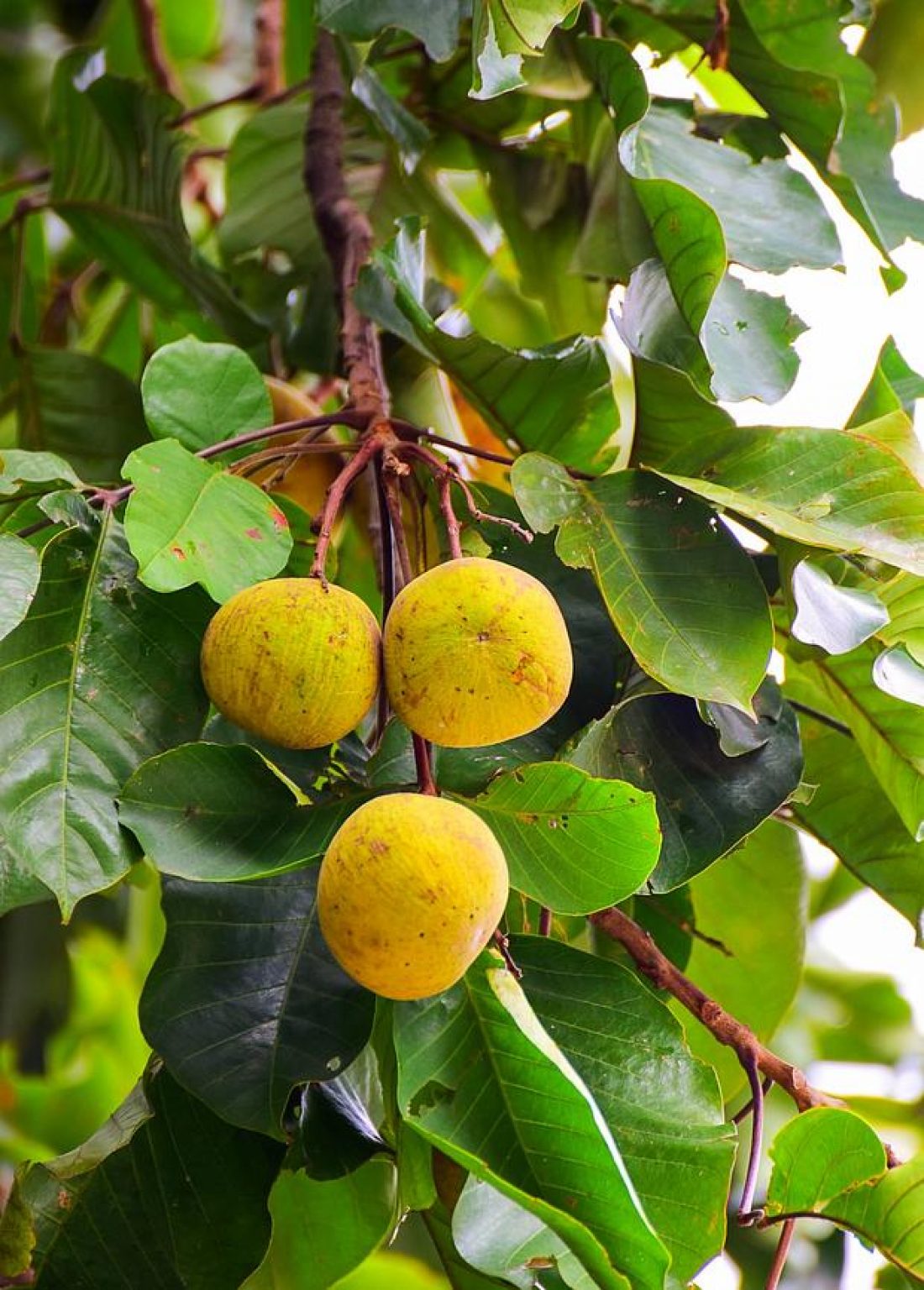 Buy Santol Plant » GETSVIEW MARKET