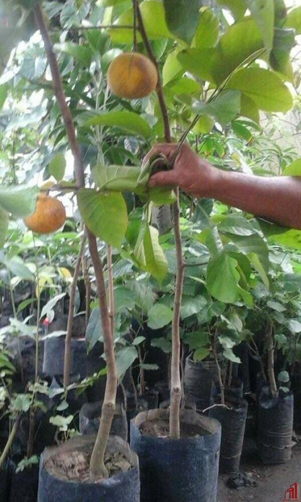 Buy Santol Plant » GETSVIEW MARKET