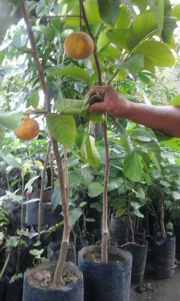 Buy Santol Plant » GETSVIEW MARKET