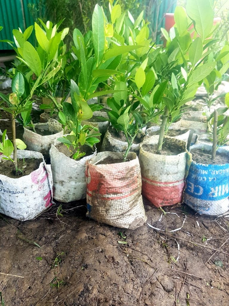 Seedless Lemon Plant » GETSVIEW MARKET