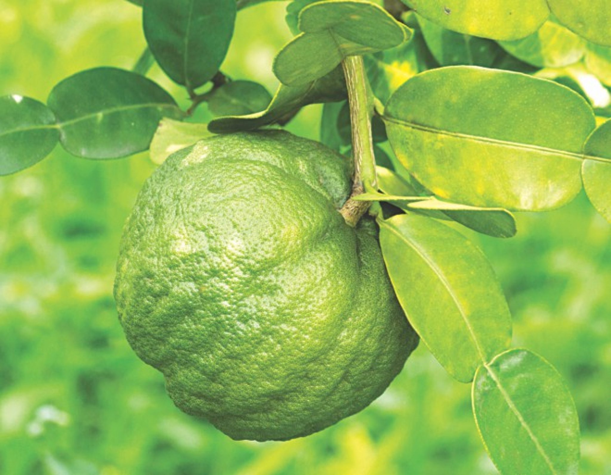 Buy Shatkora Plant » GETSVIEW MARKET