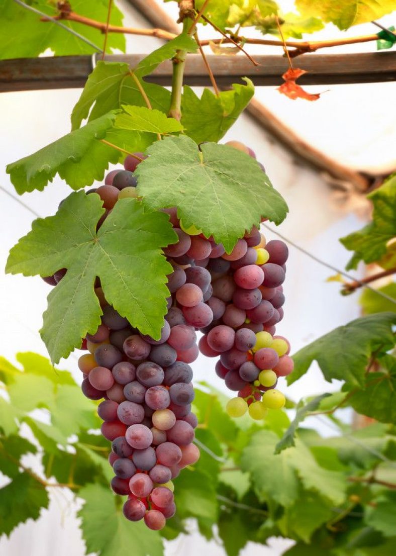 Buy Thai Red Grapes Plant » GETSVIEW MARKET