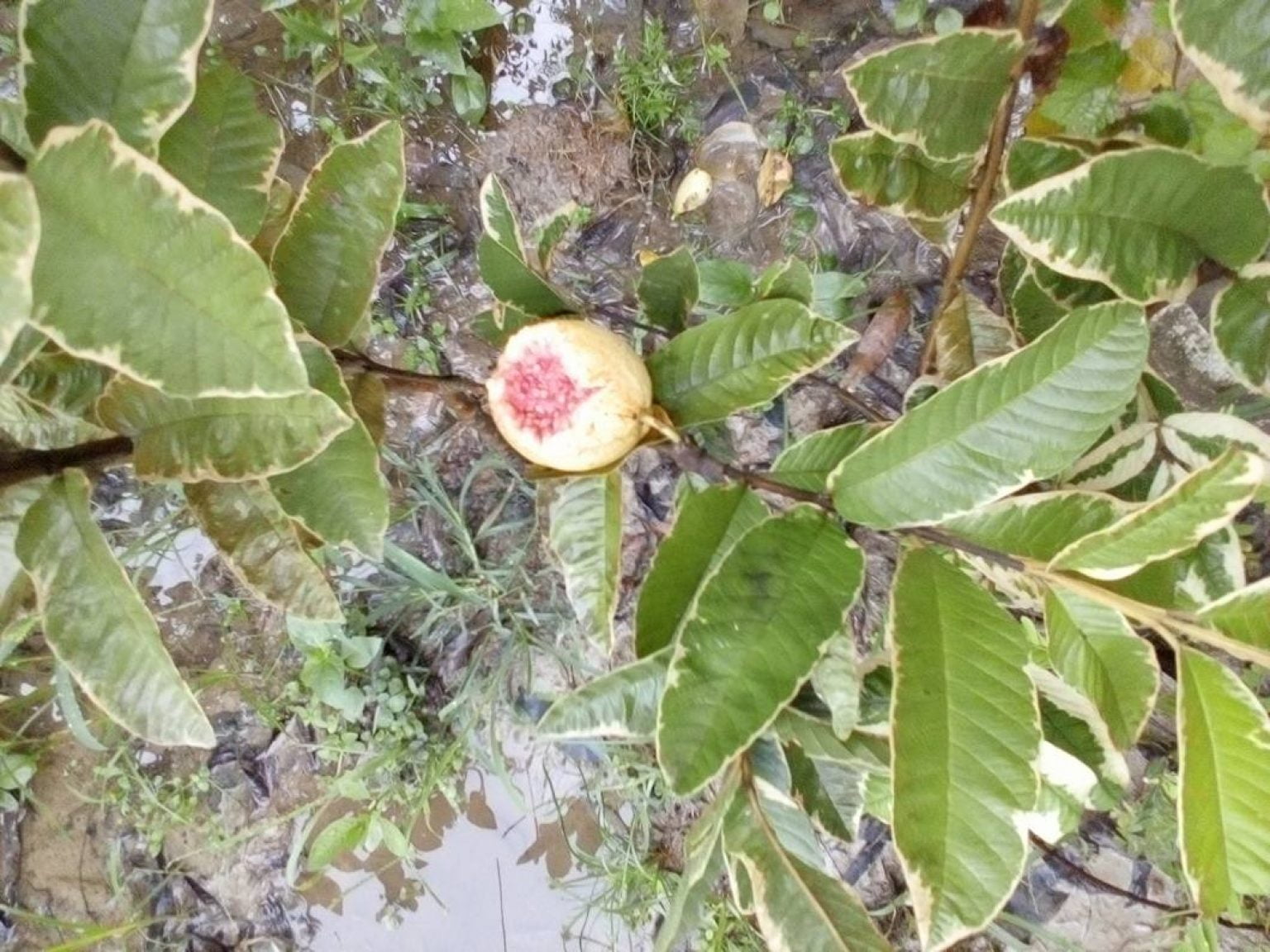 Buy Variegated Guava Plant » GETSVIEW MARKET