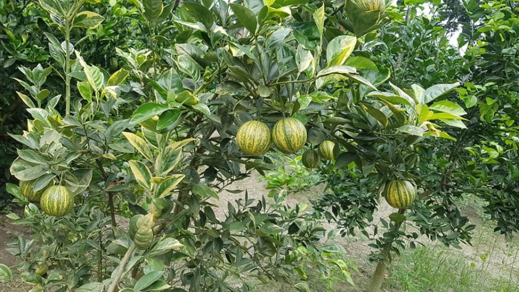 Buy Variegated Malta Plant » GETSVIEW MARKET