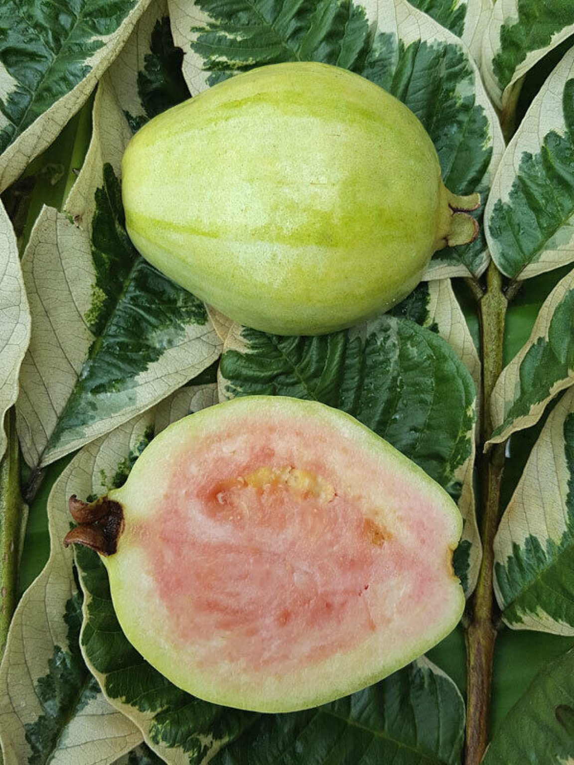 Buy Variegated Guava Plant » GETSVIEW MARKET