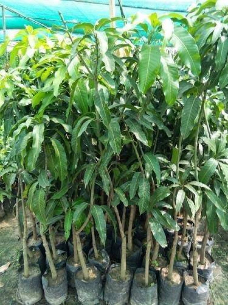 Buy Thai Kacha Mitha Mango Plant » GETSVIEW MARKET