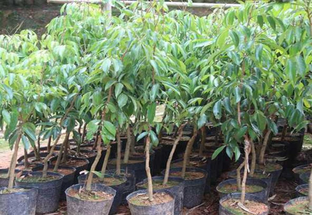 Buy Bombay Litchi Plant » GETSVIEW MARKET