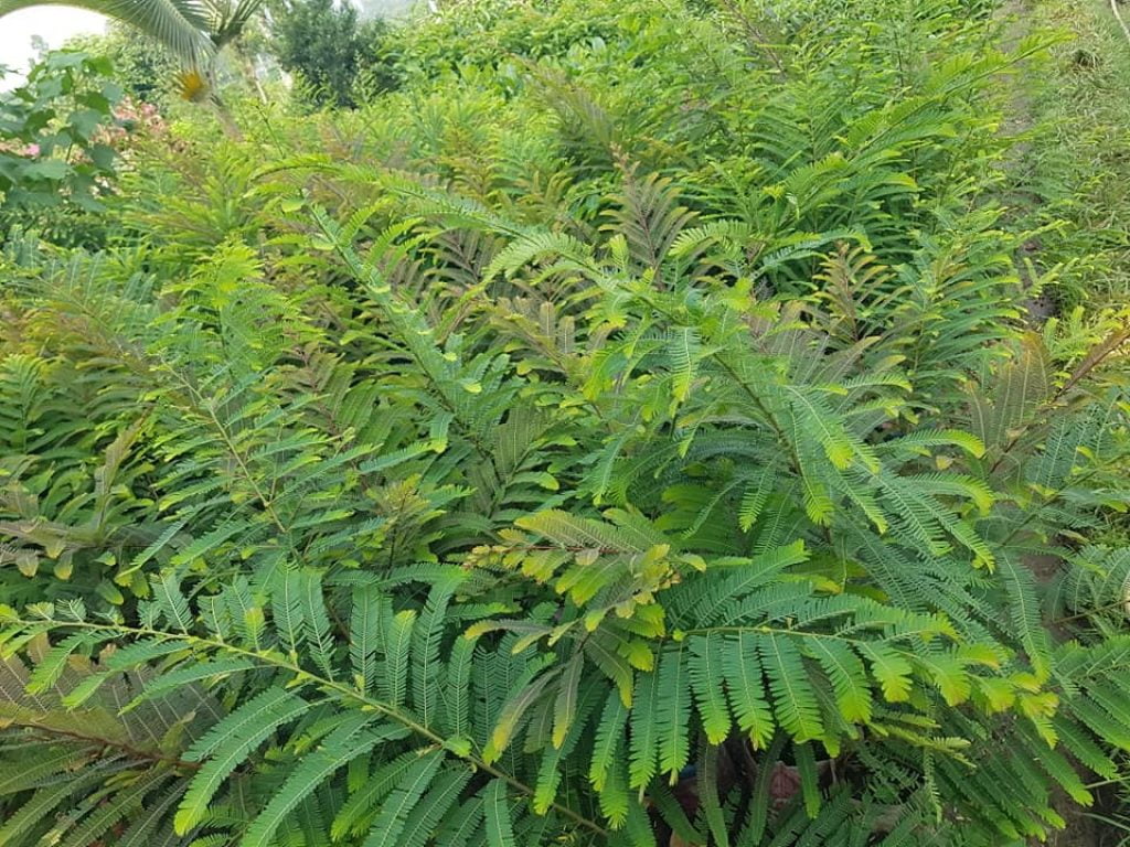 Buy Amla (Amloki) Plant » GETSVIEW MARKET