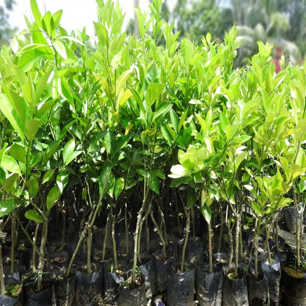 Buy Vietnam Malta Plant » GETSVIEW MARKET